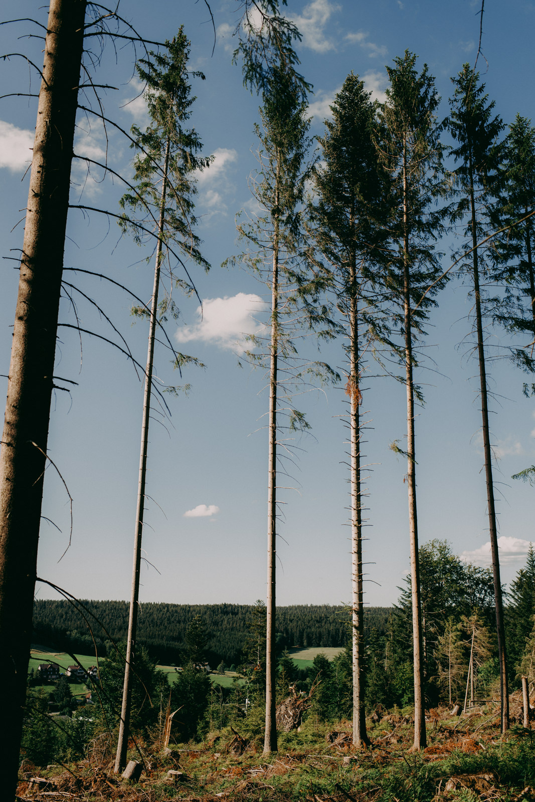 Förster Thomas Leser - INES JANAS