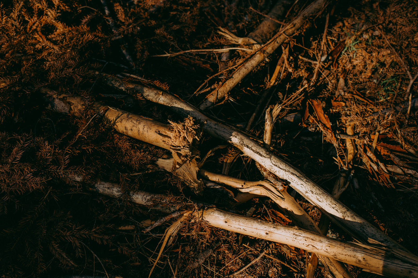 Förster Thomas Leser - INES JANAS