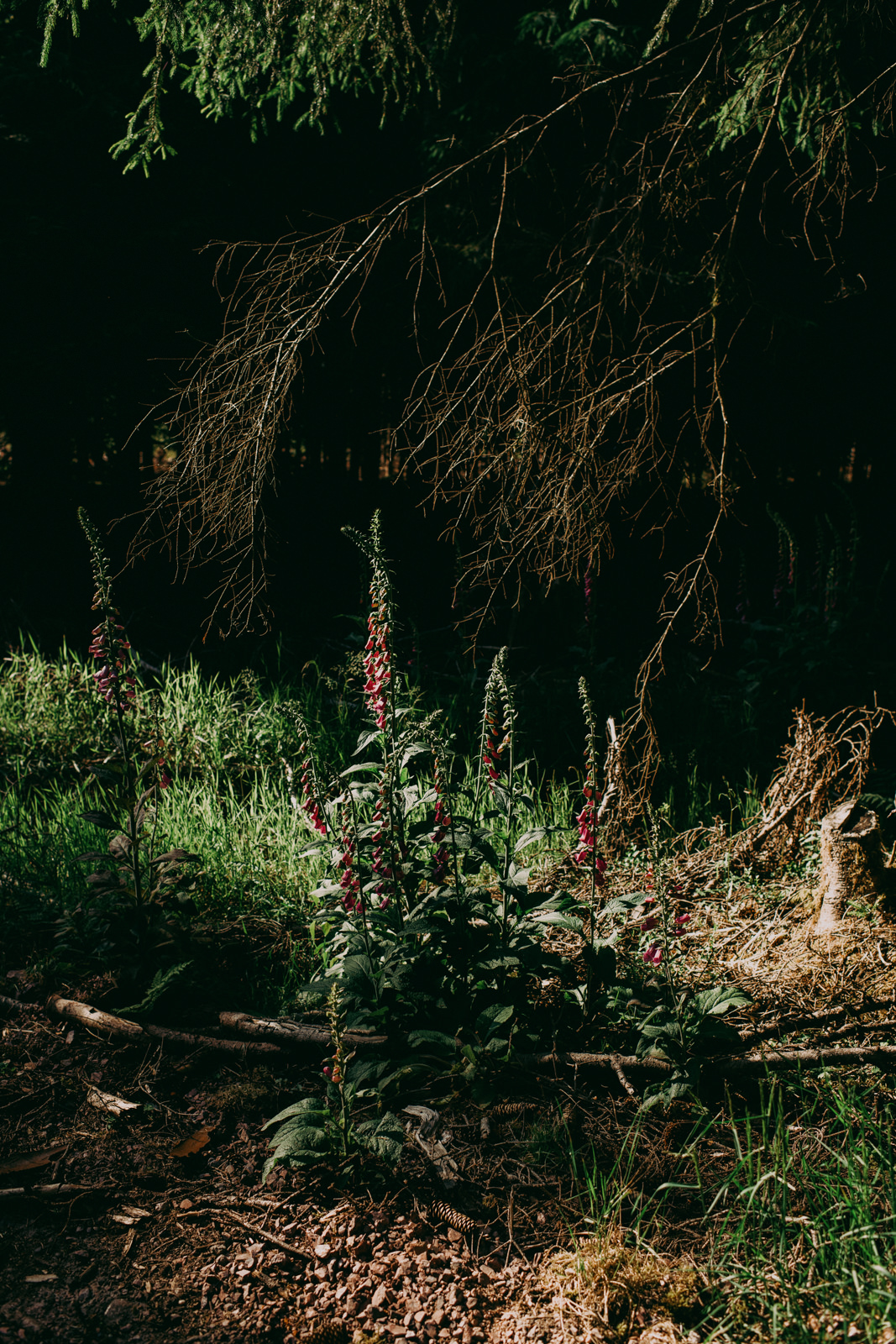 Förster Thomas Leser - INES JANAS