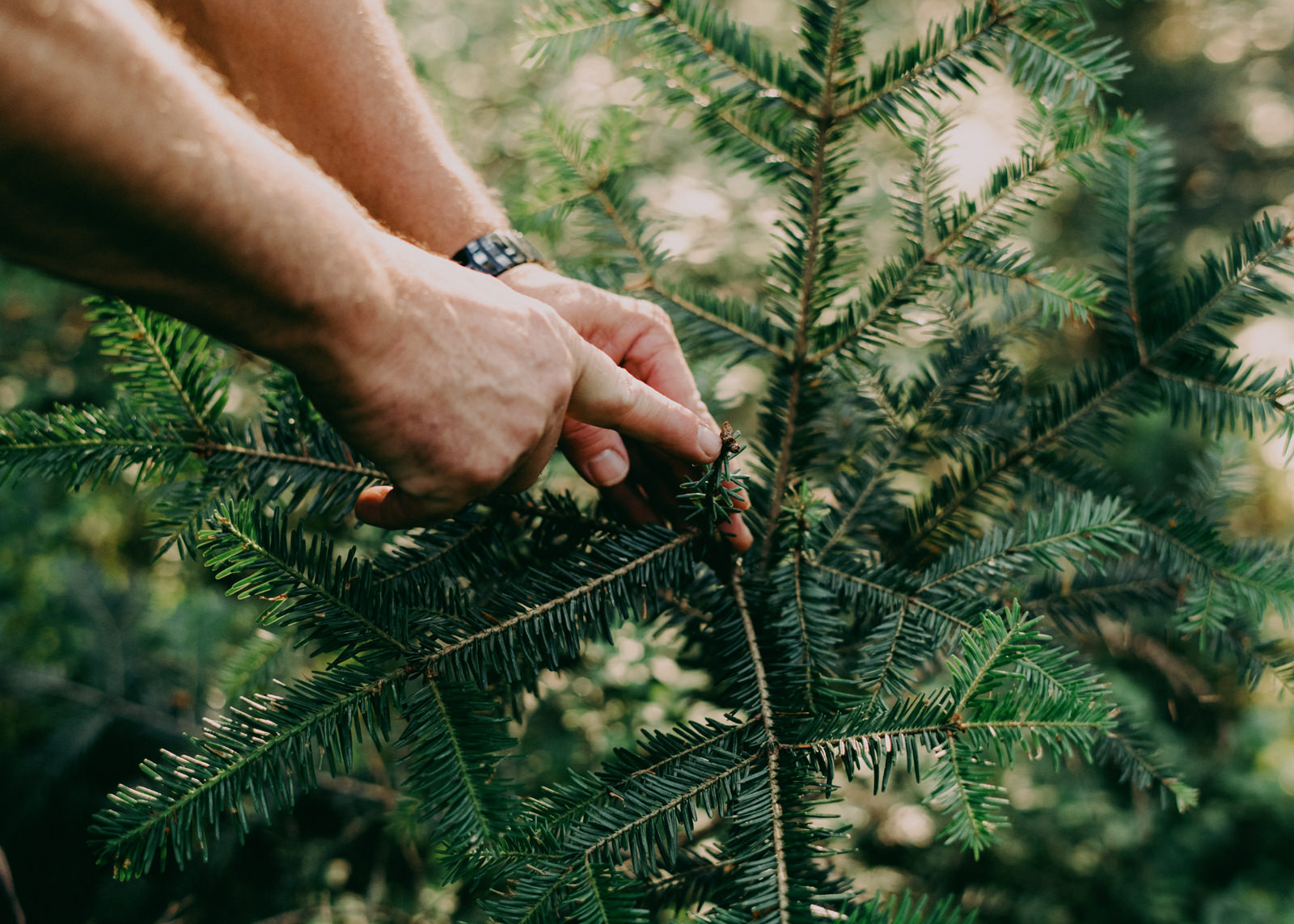 INES JANAS — Förster Thomas Leser - INES JANAS